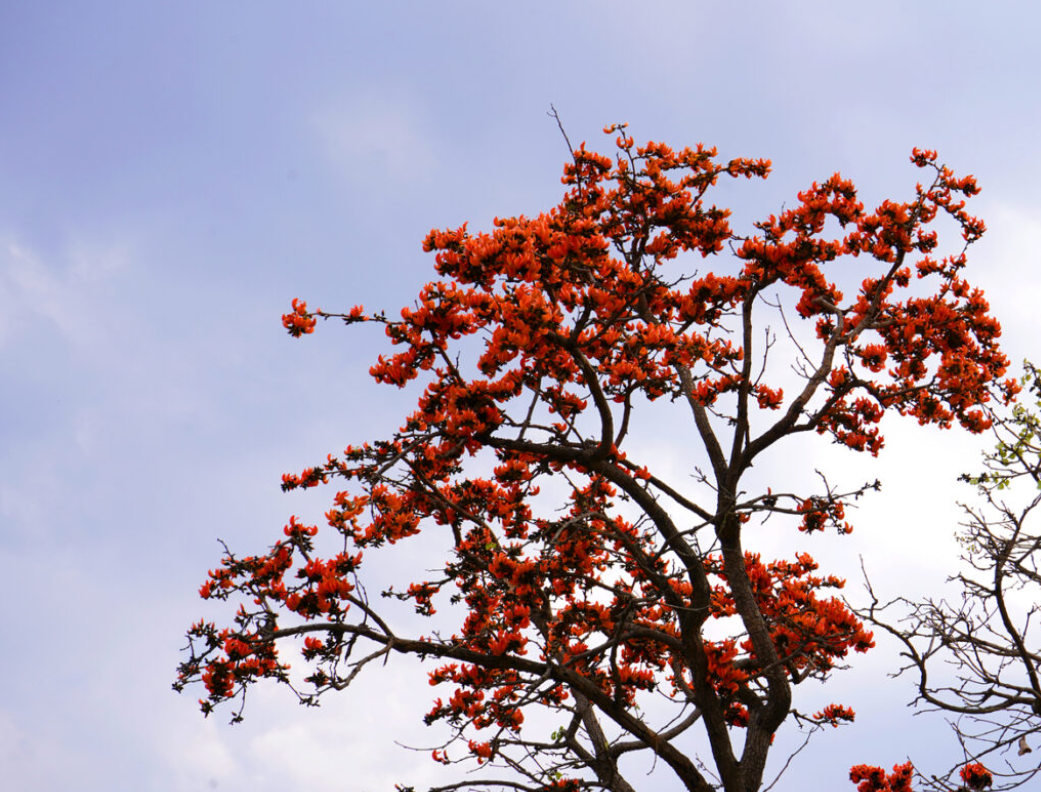 Butea Superba in Traditional and Modern Medicine